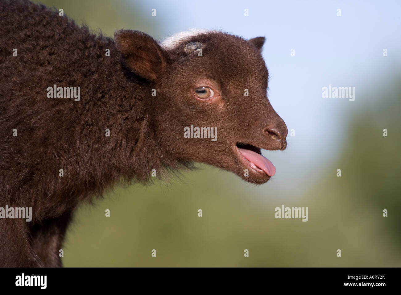 Lamb Lage Germany Europe Stock Photo - Alamy