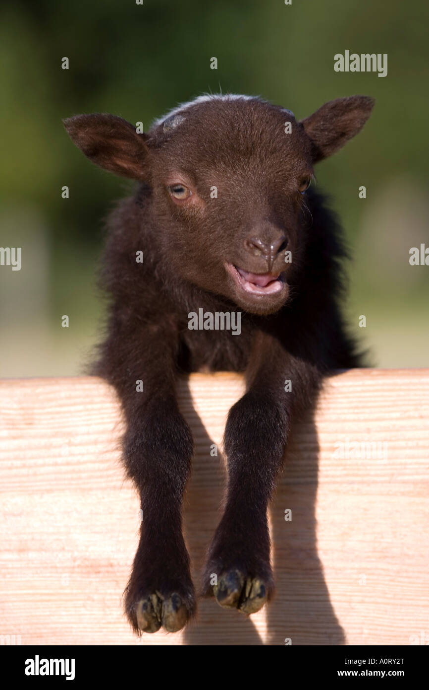 Lamb Lage Germany Europe Stock Photo - Alamy