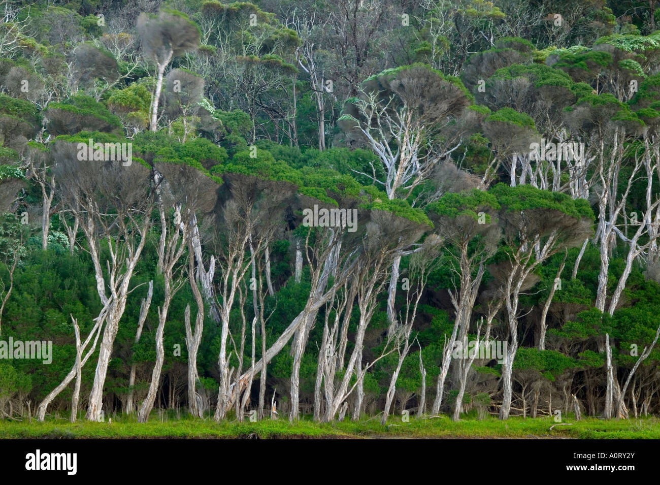 Eucalyptus trees Wilsons Promontory National Park Victoria Australia ...