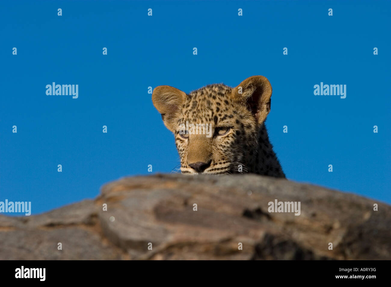 Young leopard Panthera pardus Namibia Africa Stock Photo - Alamy