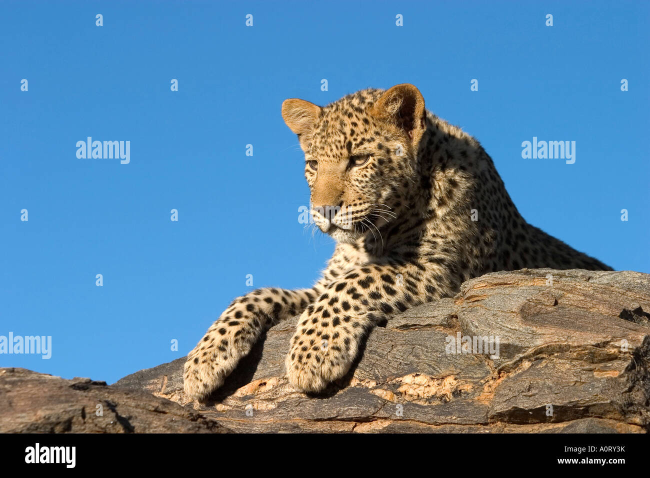 Young leopard Panthera pardus Namibia Africa Stock Photo - Alamy