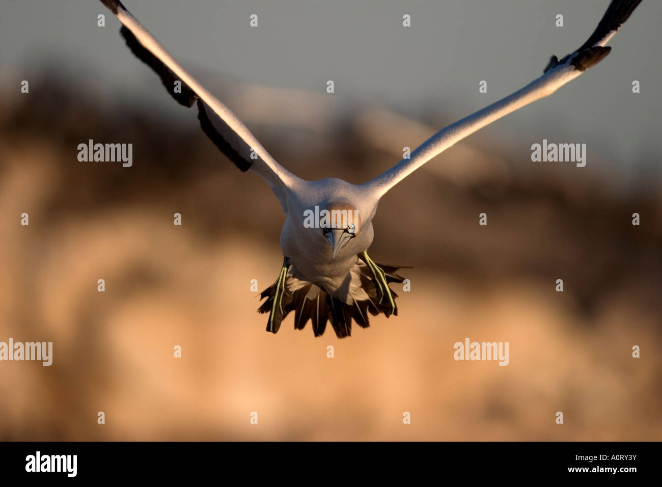 Cape gannet Morus capensis Lambert s Bay west coast South Africa Africa ...