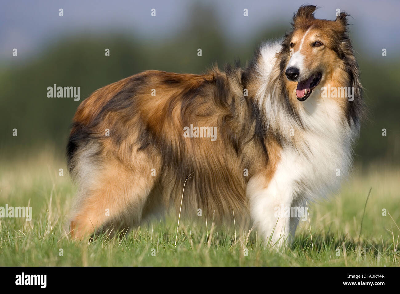 Dog collie Germany Europe Stock Photo - Alamy