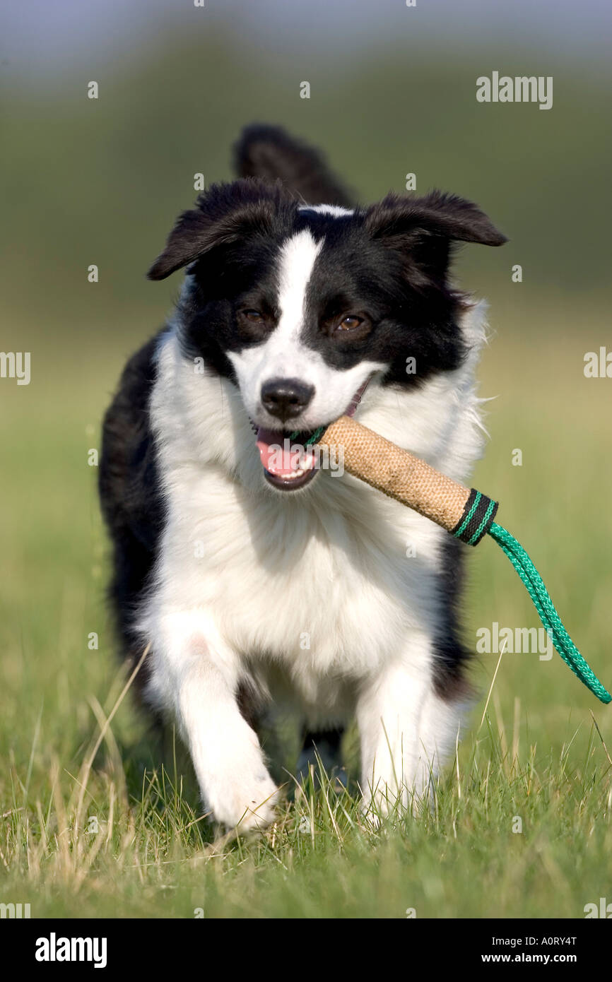 German collie hi-res stock photography and images - Alamy