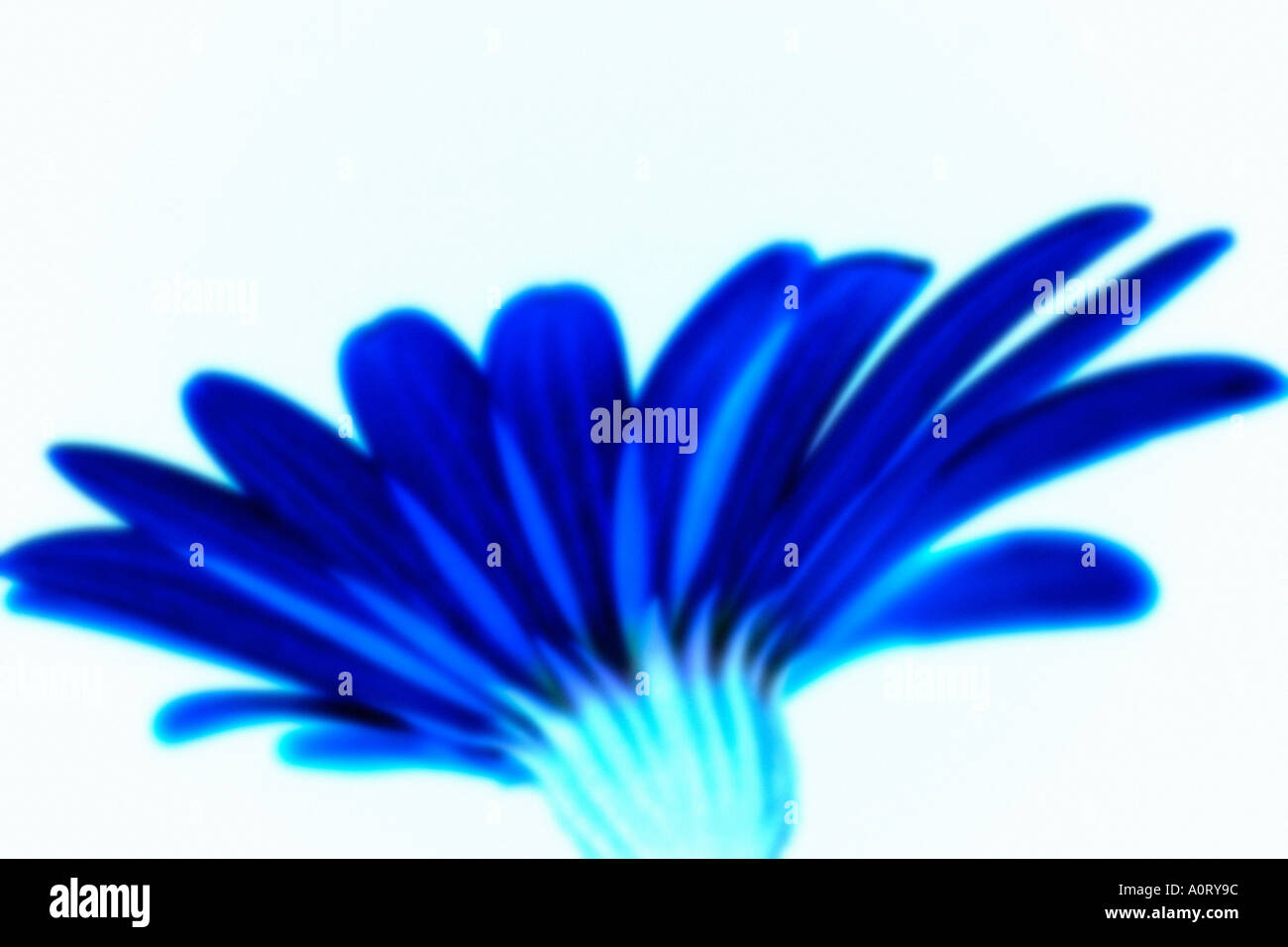 Deep blue colored flower with a pure white background Stock Photo - Alamy