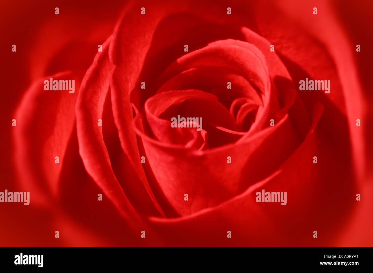 Close up detail of the centre of a red rose flower Stock Photo - Alamy