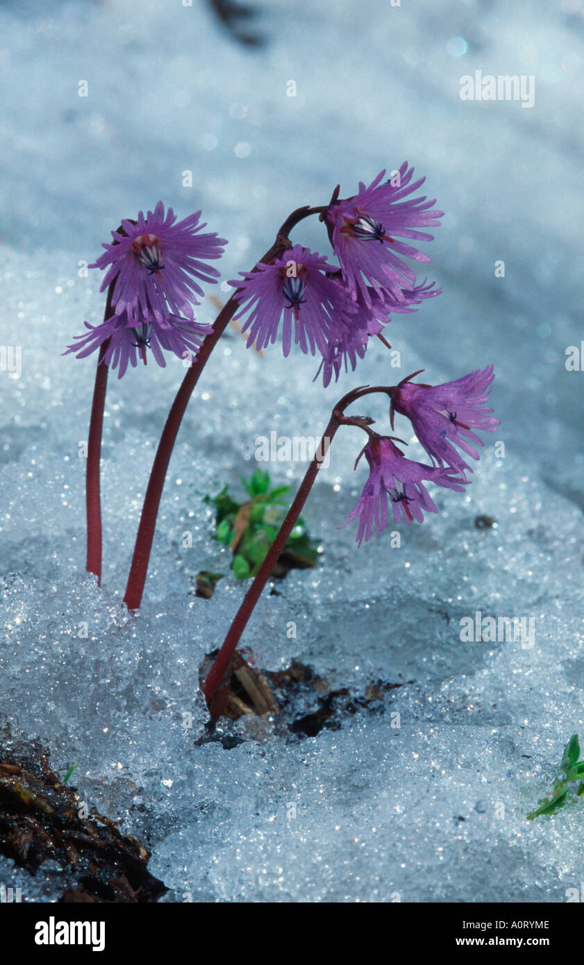 Soldanella alpina snow hi-res stock photography and images - Alamy