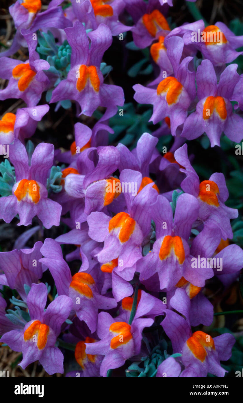 Alpine toadflax linaria alpina hi-res stock photography and images - Alamy