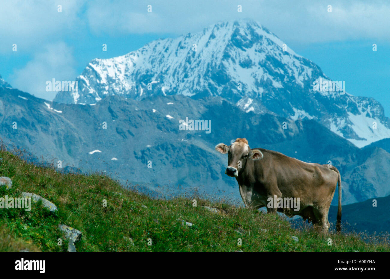 Cattle on alpine pasture Stock Photo - Alamy