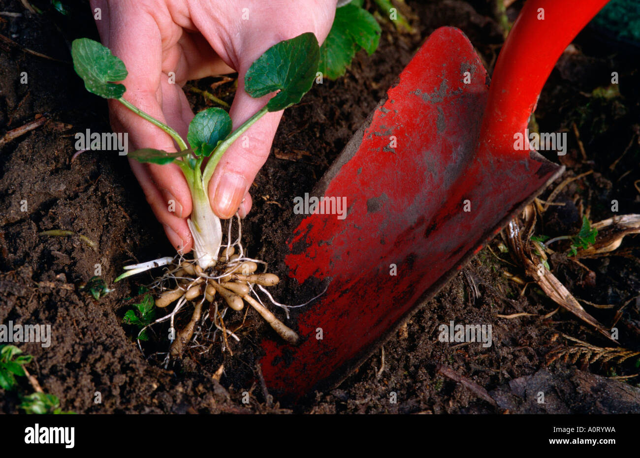 Lesser celandine roots hi-res stock photography and images - Alamy