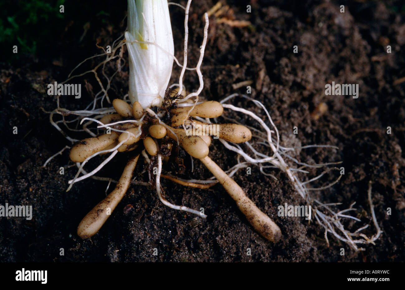 Lesser celandine roots hi-res stock photography and images - Alamy