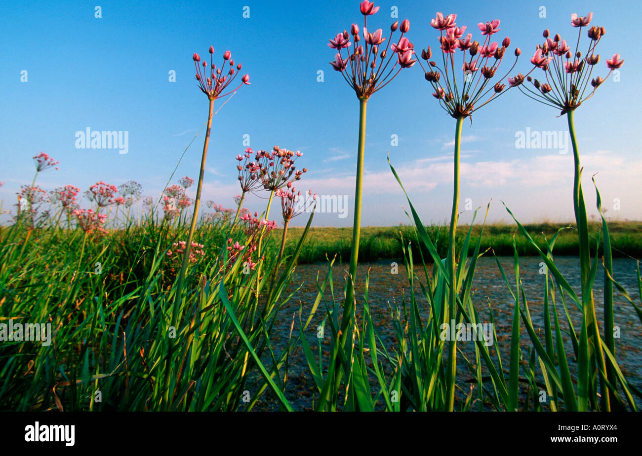 Rush flowers hi-res stock photography and images - Alamy