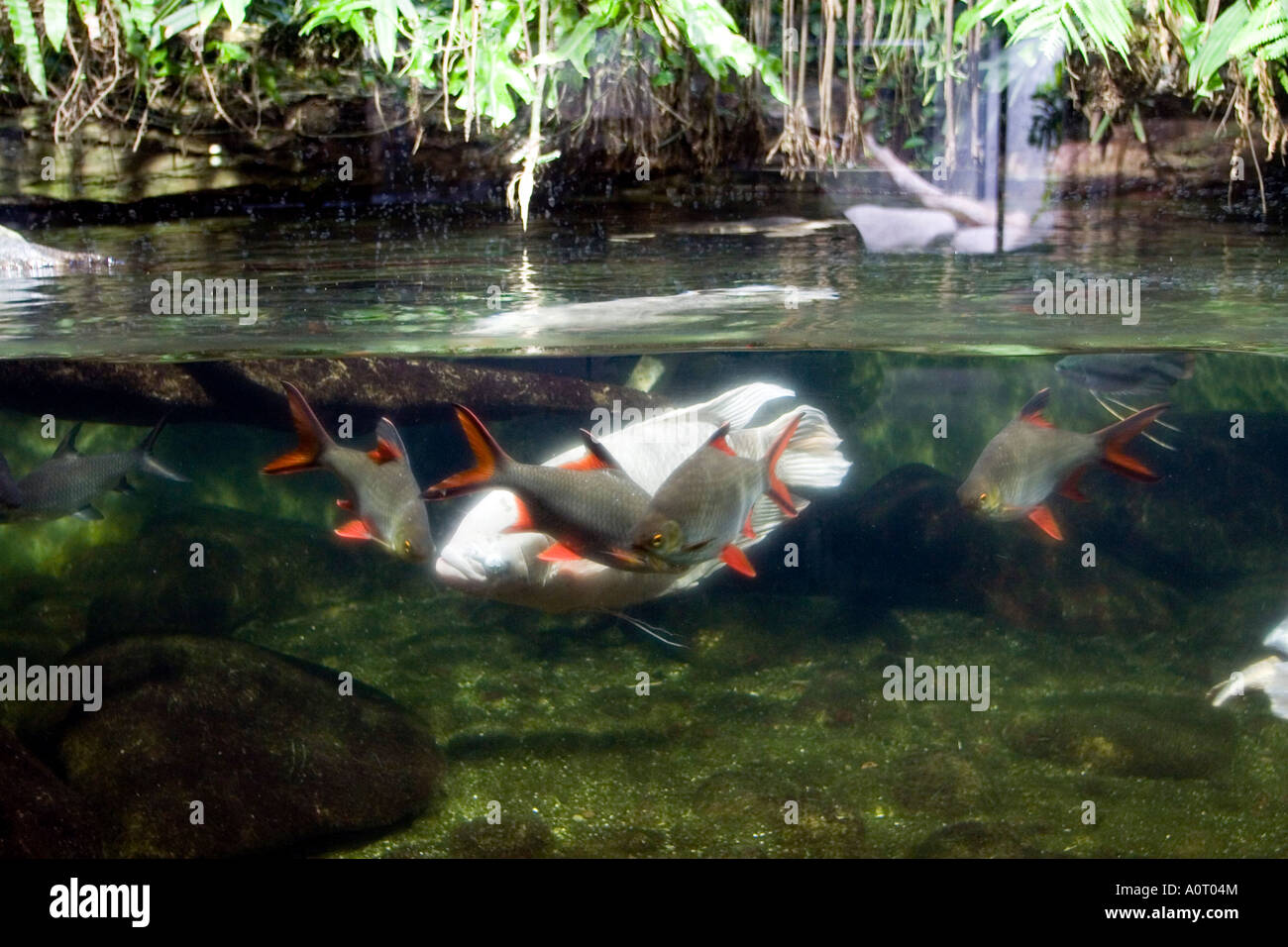 Fish aquarium at Wilhelma Zoo and Botanical Gardens Stuttgart Baden ...