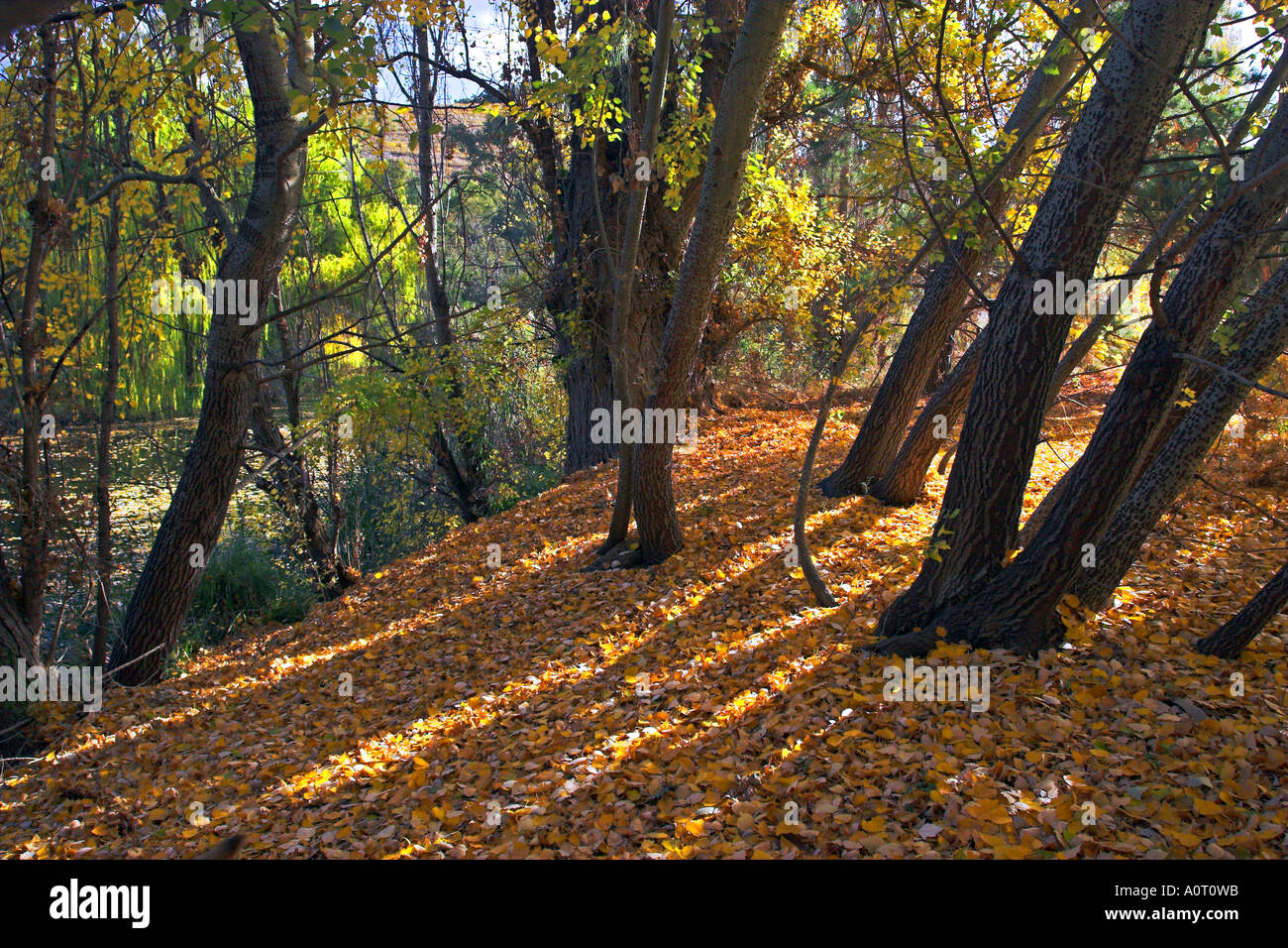 5 Autumn Leaves Stock Photo - Alamy