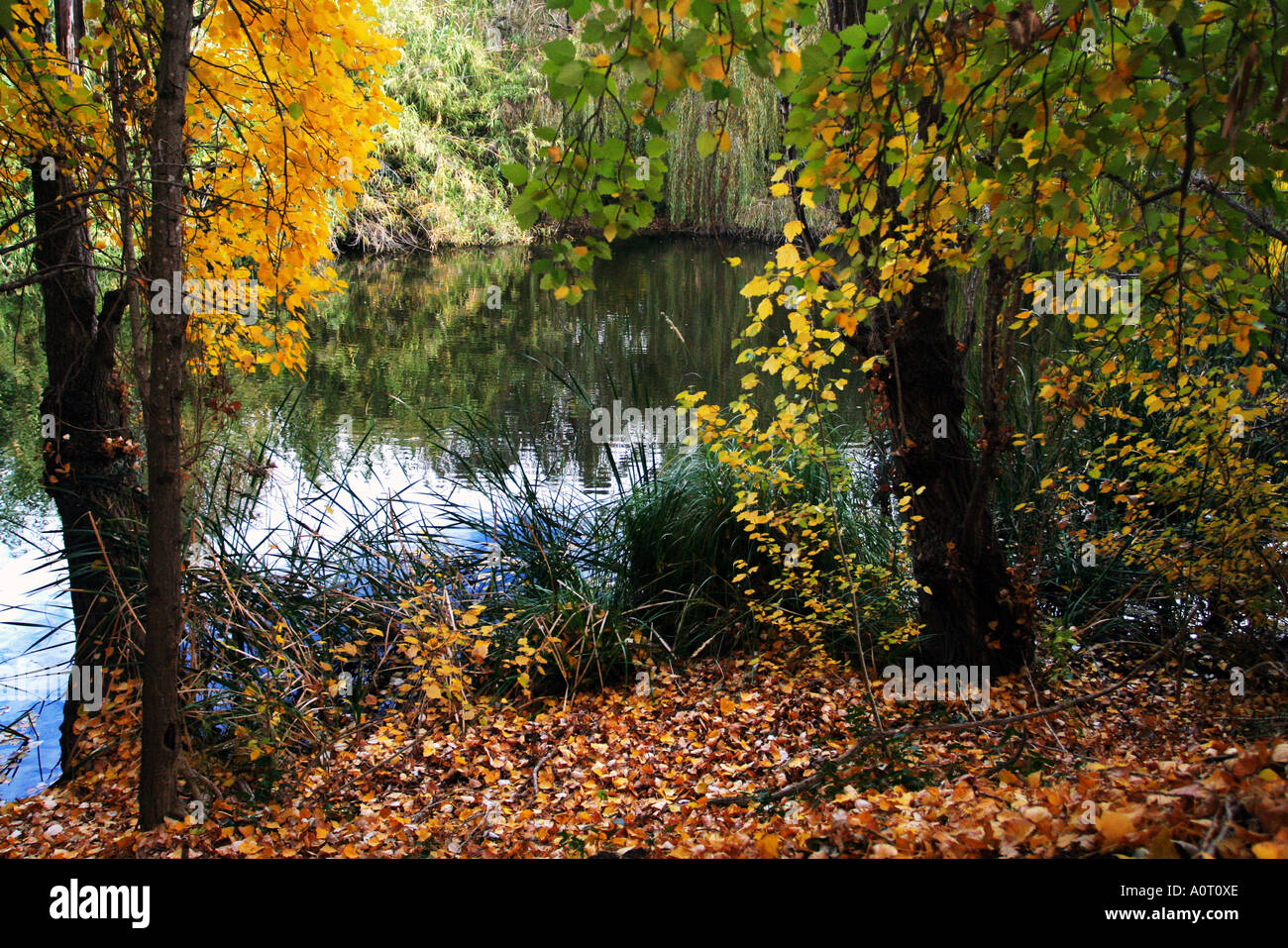 Australia leaves autumn trees hi-res stock photography and images - Alamy