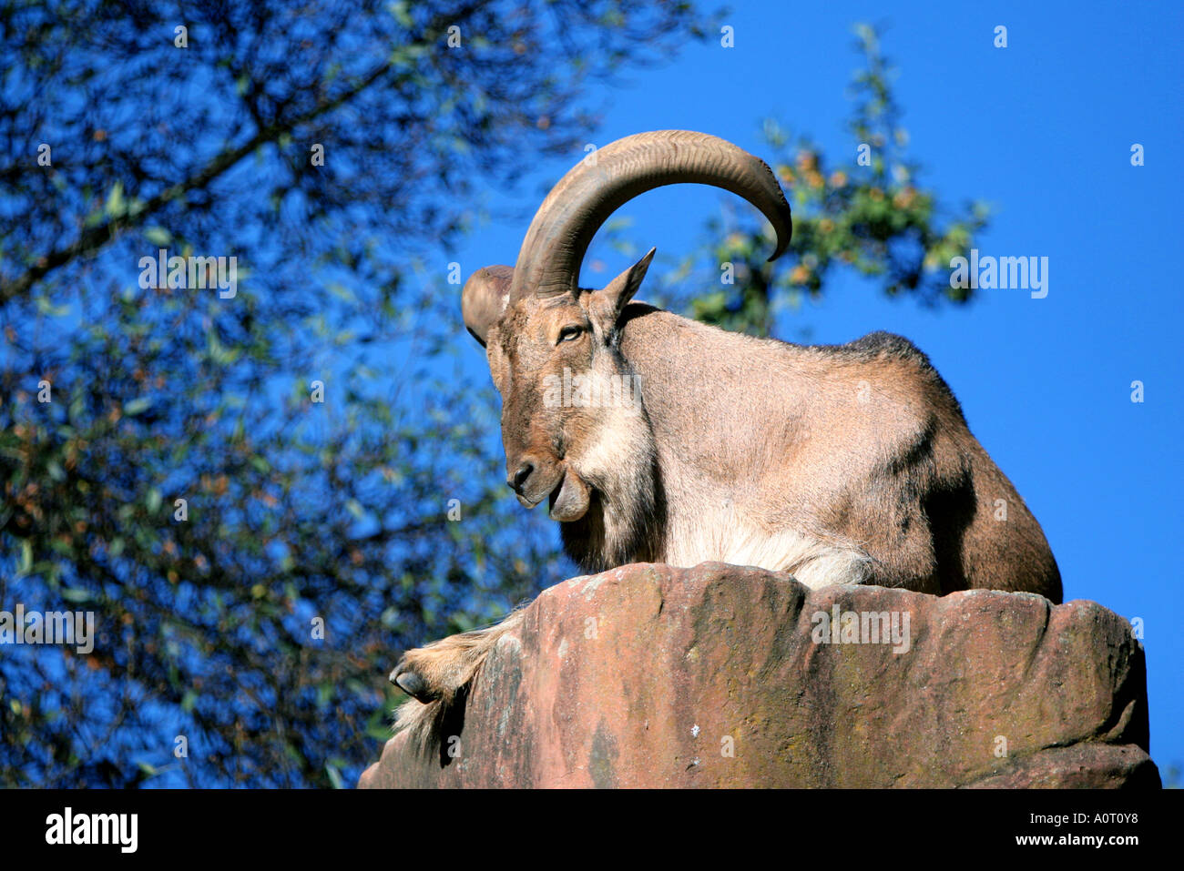 Barbary sheep animal hi-res stock photography and images - Alamy