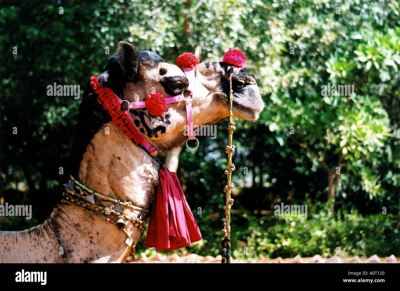 Decorated Indian Camel Stock Photo - Alamy
