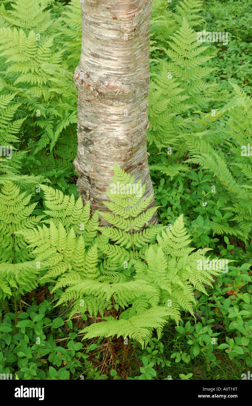 Silver birch trees and ferns near Tromso Norway Scandinavia Europe ...