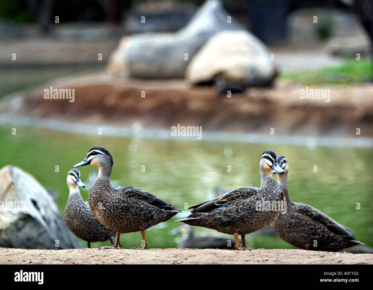 Australian ducks hi-res stock photography and images - Alamy