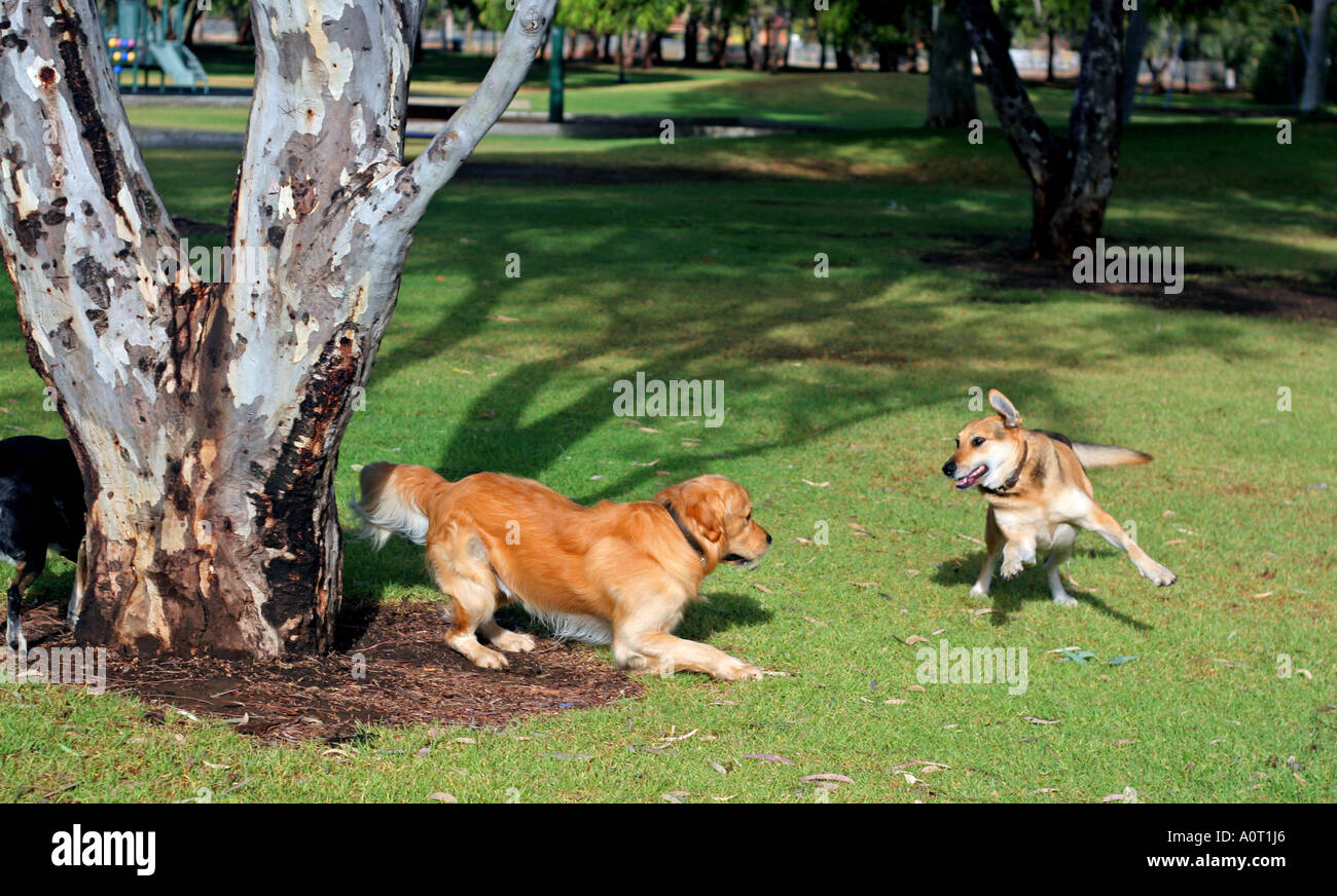 Dogs At Play Stock Photo - Alamy
