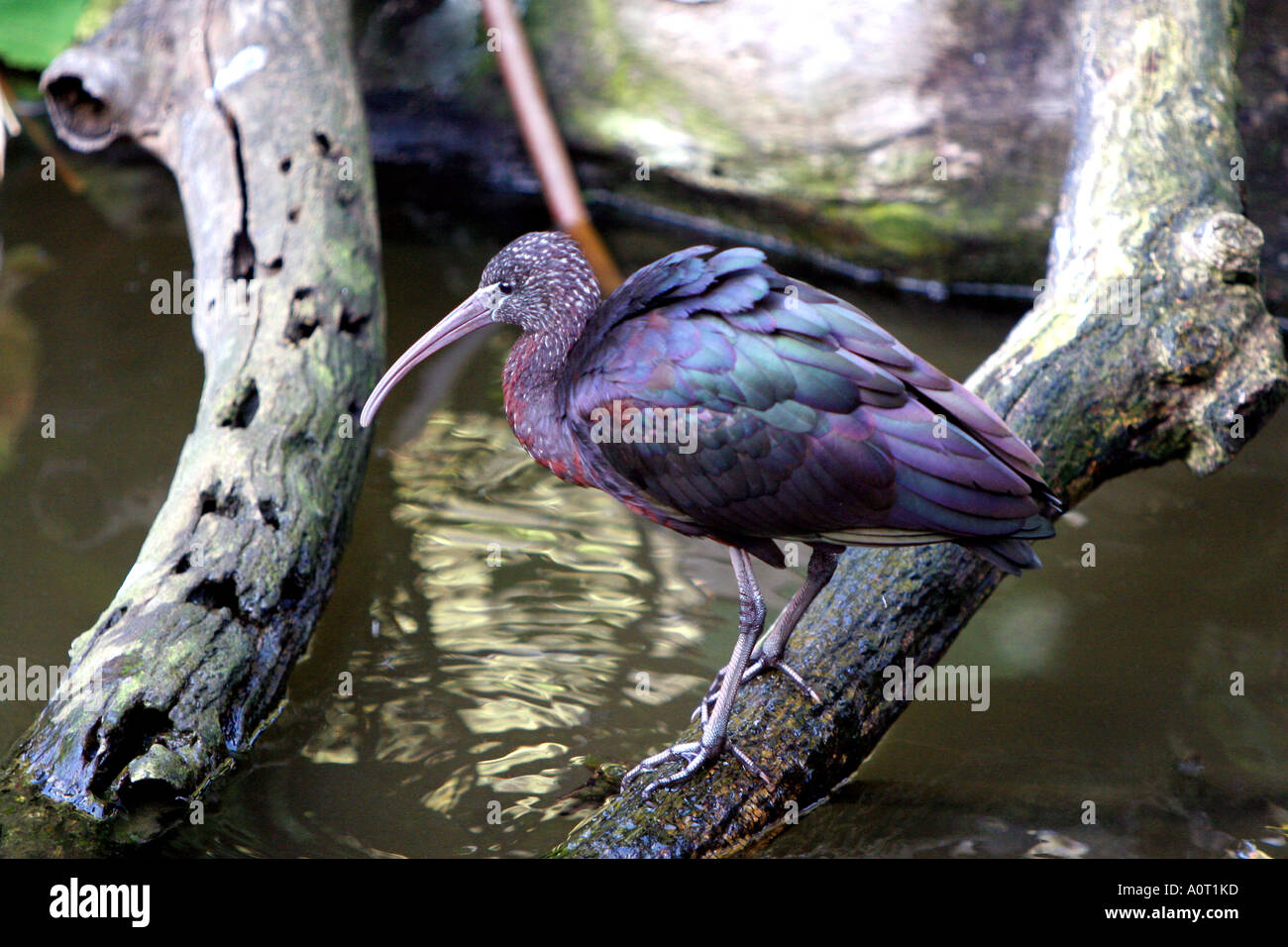 Ibis waterhole hi-res stock photography and images - Alamy
