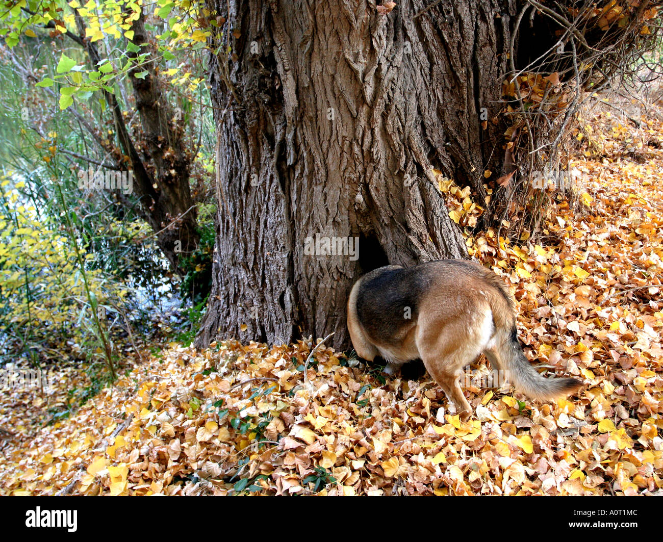 Shepard tree hi-res stock photography and images - Alamy