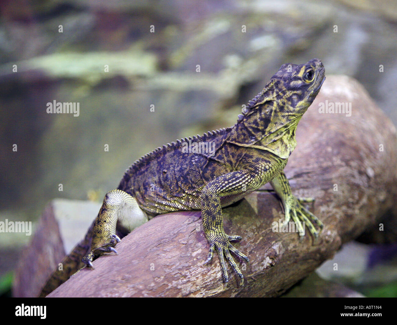 Ridge tailed Monitor Stock Photo - Alamy
