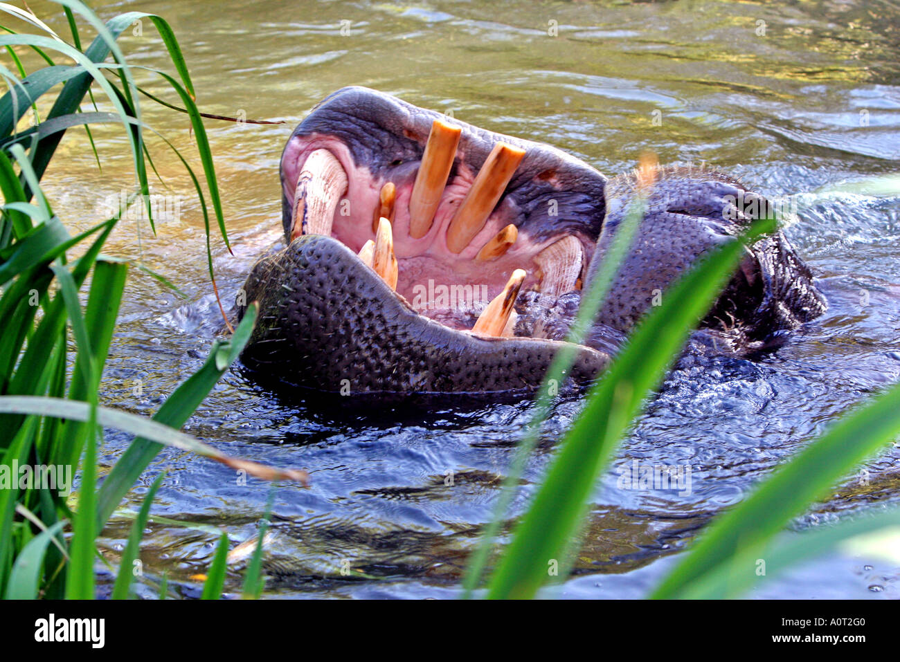 Open wide zoo hi-res stock photography and images - Alamy