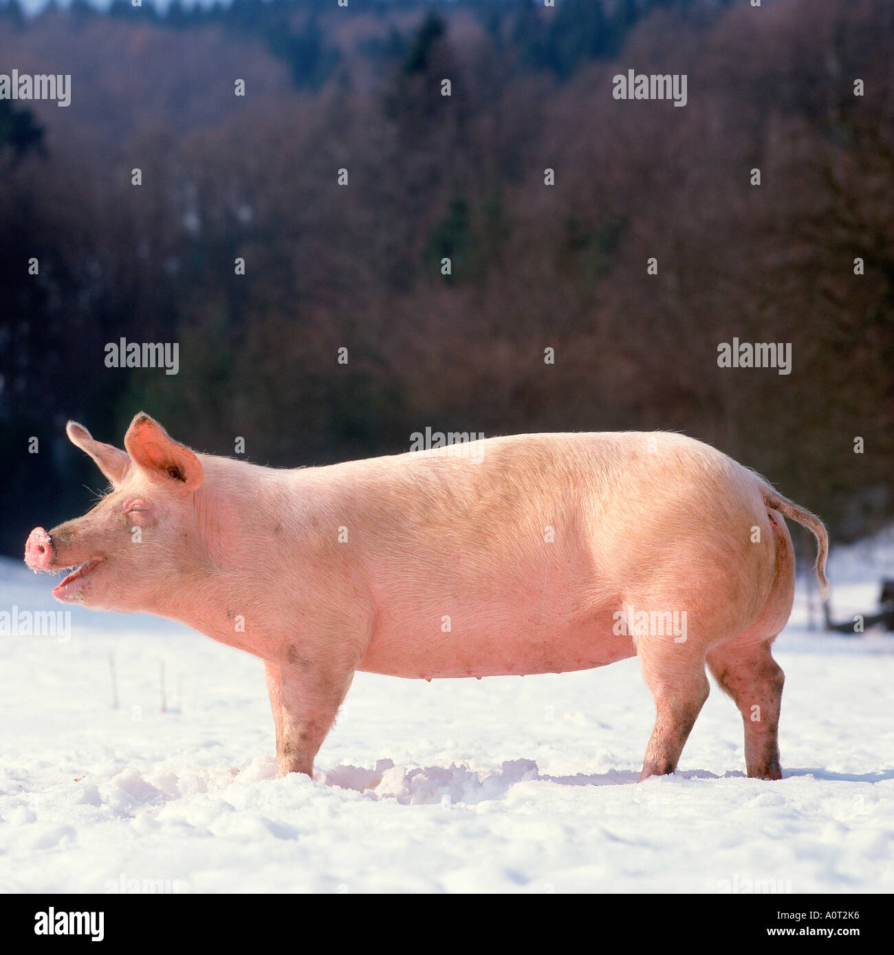 Farm pigs in snow hi-res stock photography and images - Alamy
