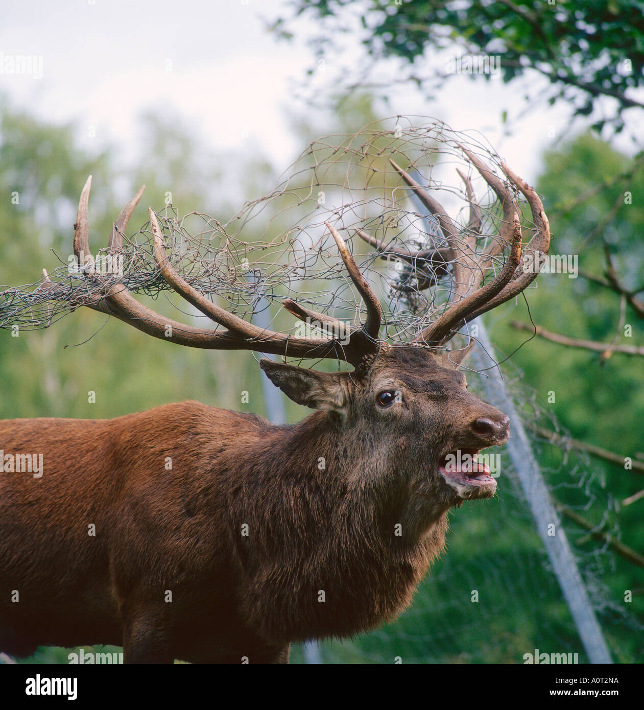 Caught red deer hi-res stock photography and images - Alamy