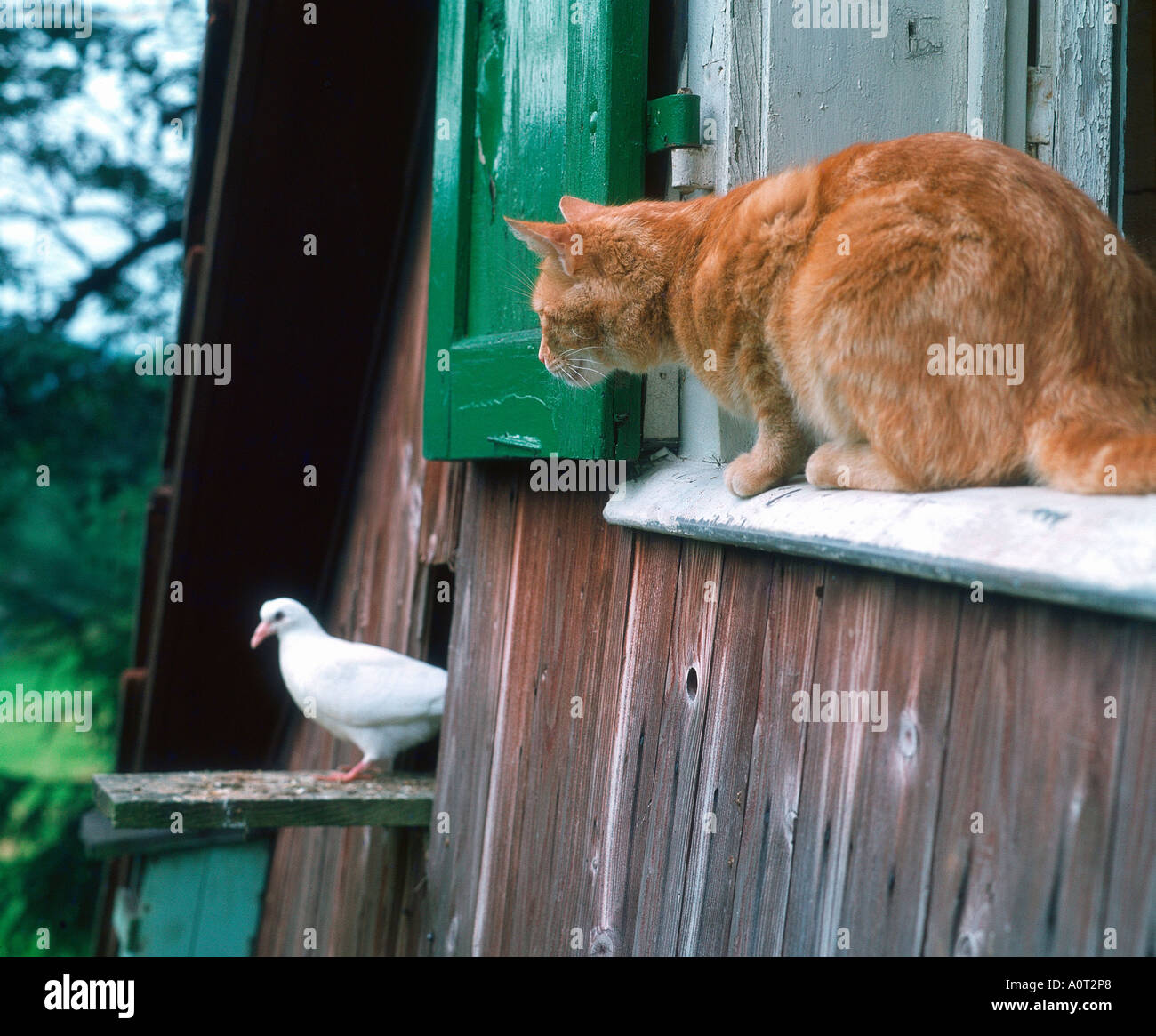 Pigeon cat hi-res stock photography and images - Alamy
