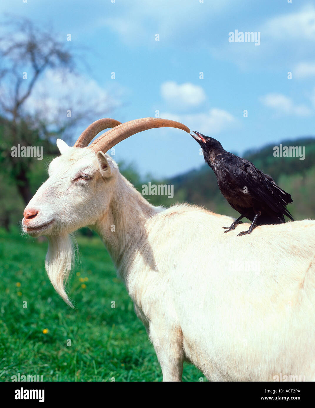 Domestic Goat and Carrion Crow Stock Photo - Alamy