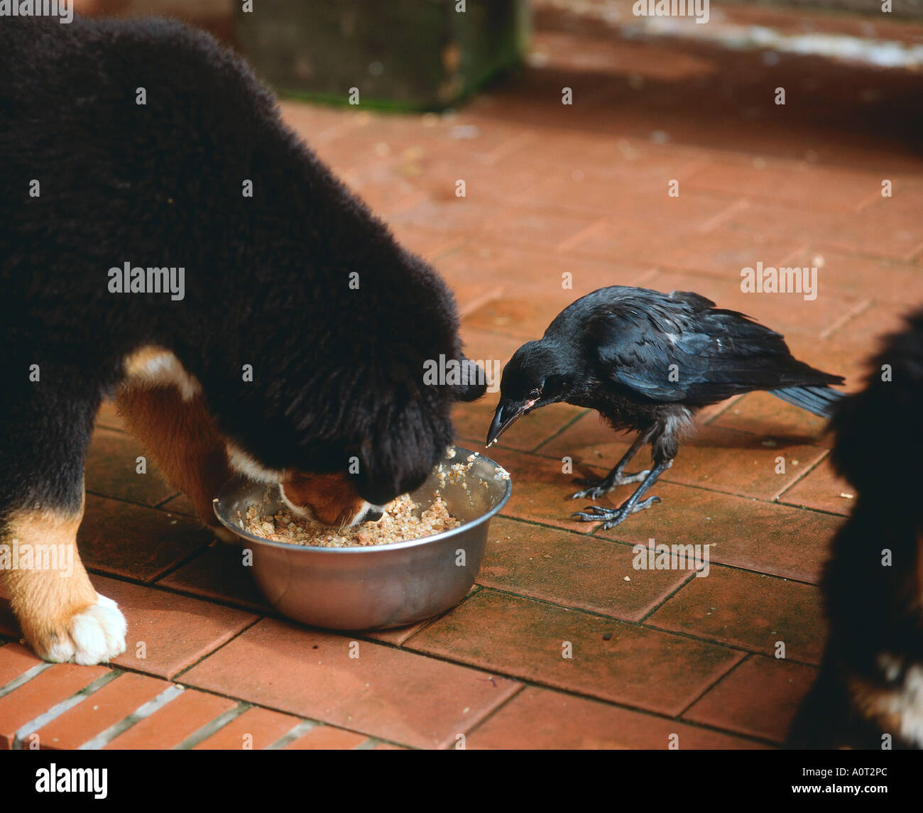 Crow dog hi-res stock photography and images - Alamy