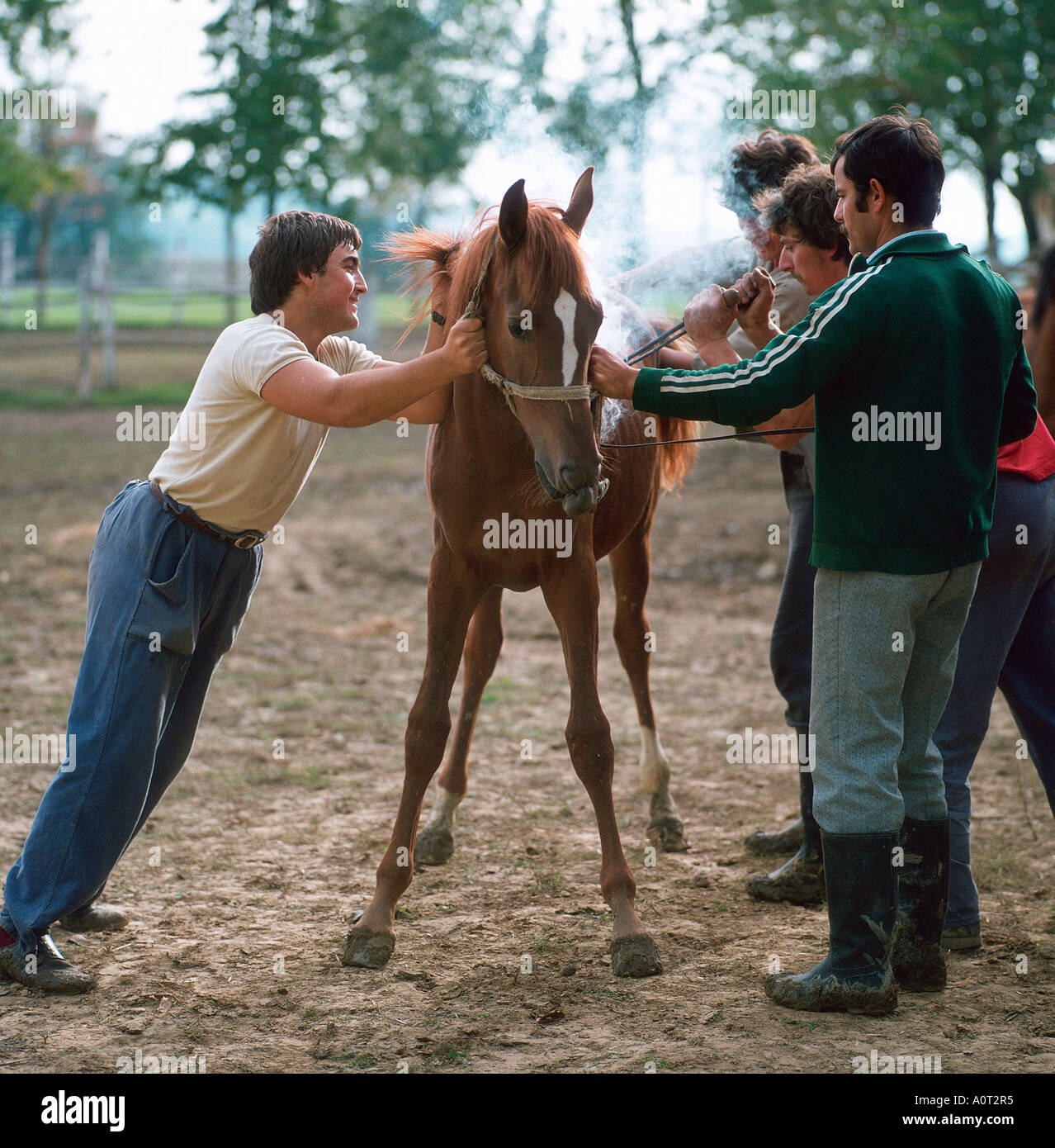 Hungarian Thoroughbred Horse Stock Photo - Alamy