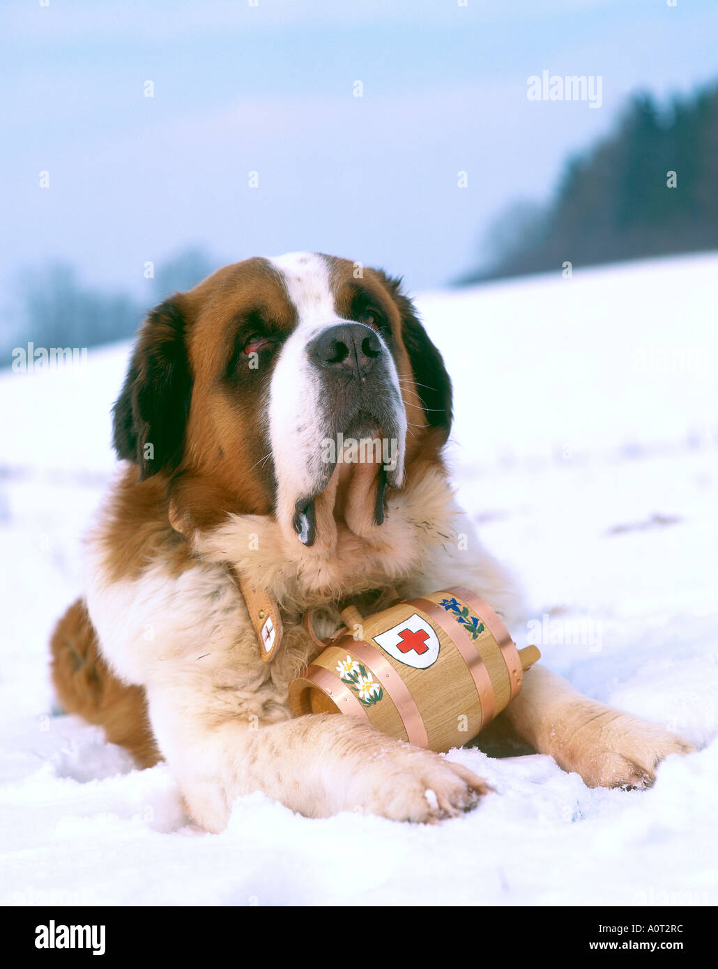 St bernard dog hi-res stock photography and images - Alamy