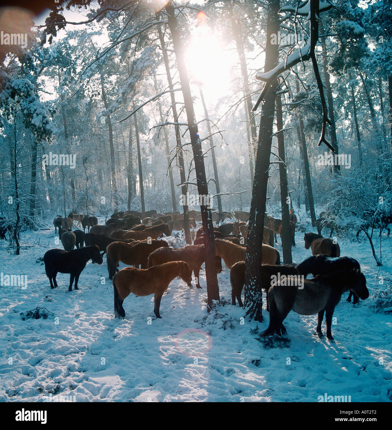 The dulmen hi-res stock photography and images - Alamy