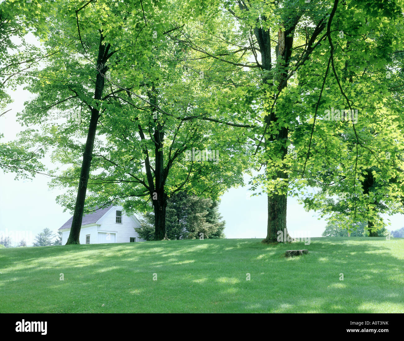 House in grove Stock Photo - Alamy