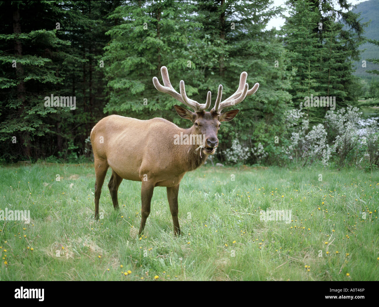 Elk Banff national Park World Heritage Stock Photo - Alamy