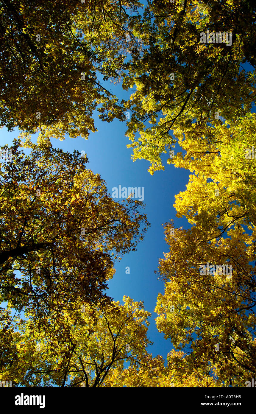 Tree tops hi-res stock photography and images - Alamy