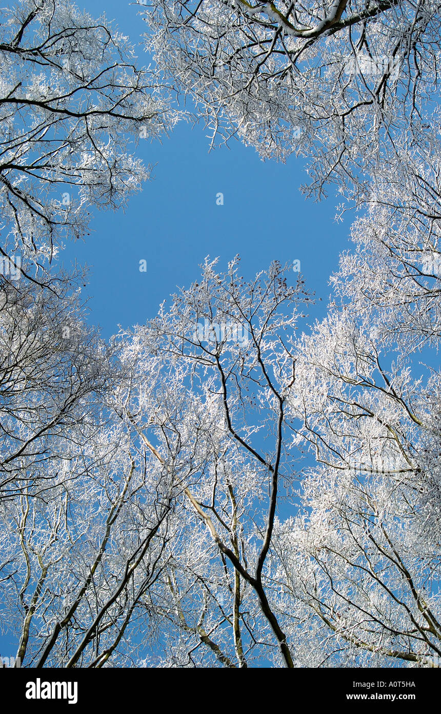 Tree tops in autumn Stock Photo - Alamy