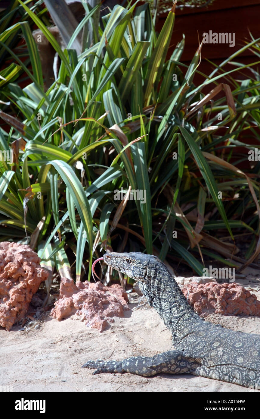 Enormous goanna Varanus gouldii Coral Bay Western Australia Stock Photo ...