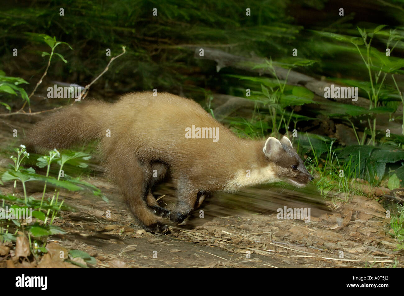 Pine marten running hi-res stock photography and images - Alamy