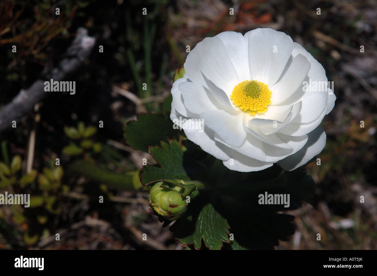 Mt Cook Lily Ranunculus lyallii the largest buttercup in the world ...