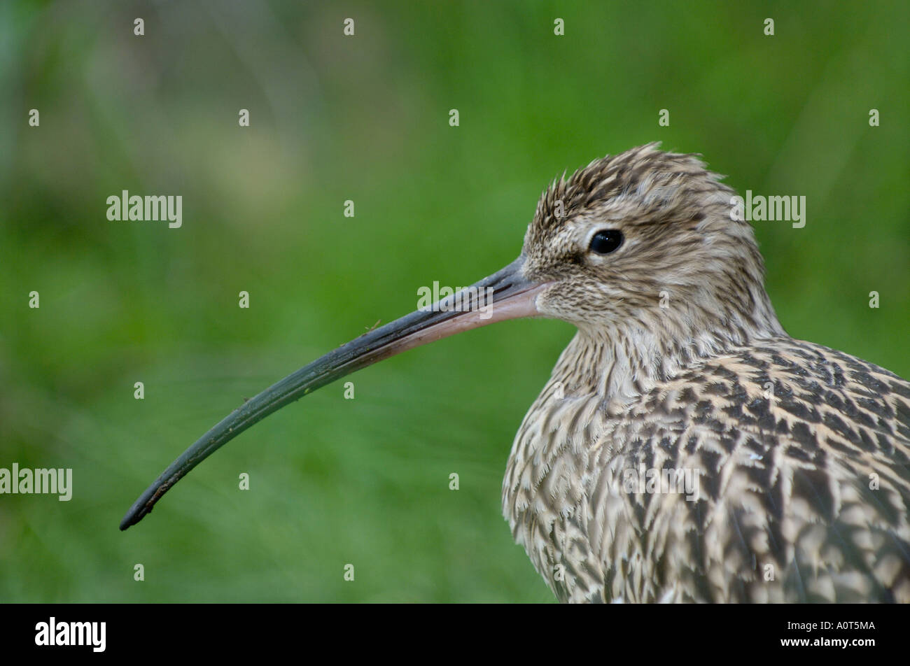 Curlew portrait hi-res stock photography and images - Alamy