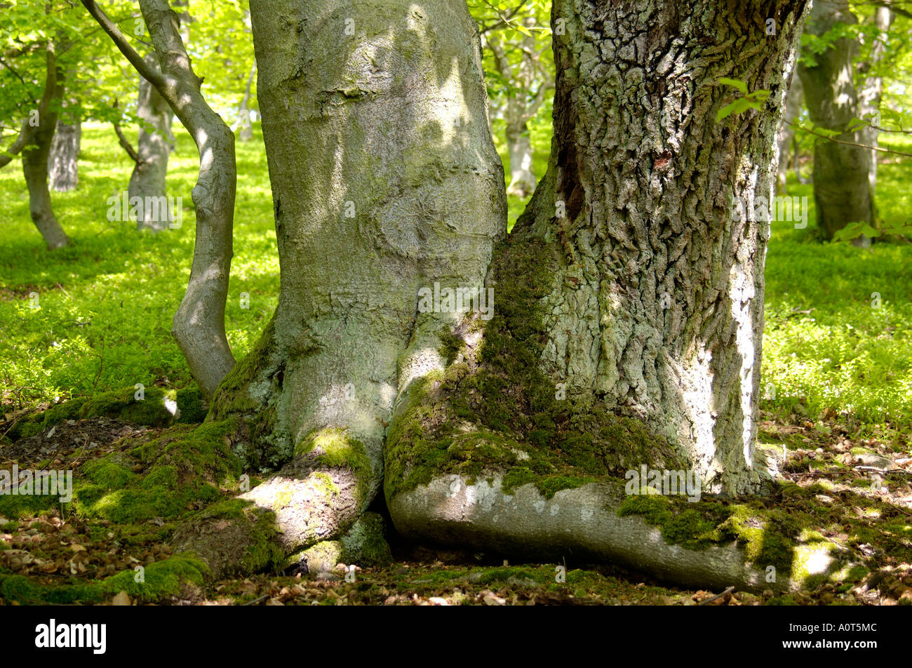 Oak and Beech Stock Photo - Alamy