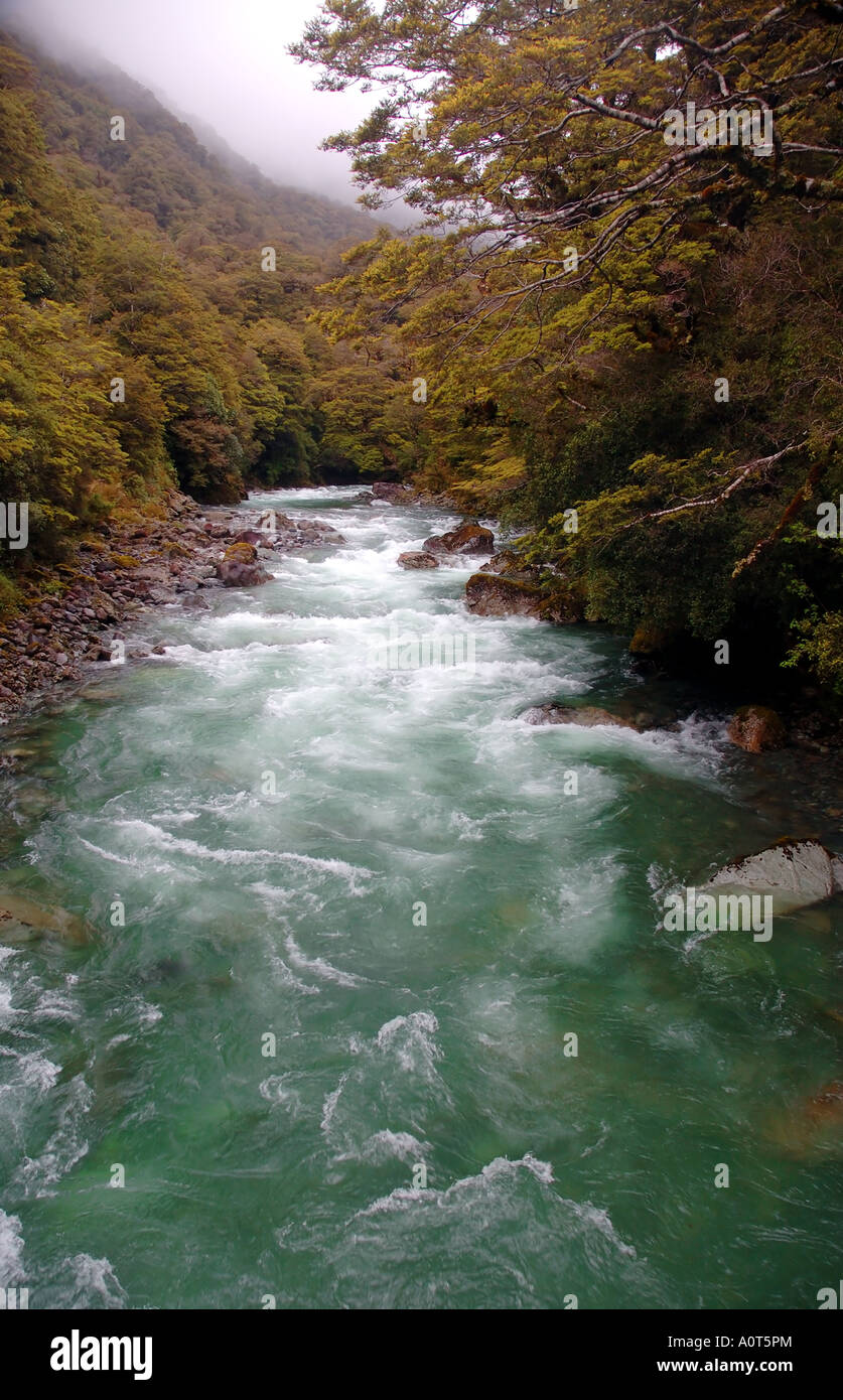 Hollyford River in the temperate rainforest filled Hollyford Valley ...