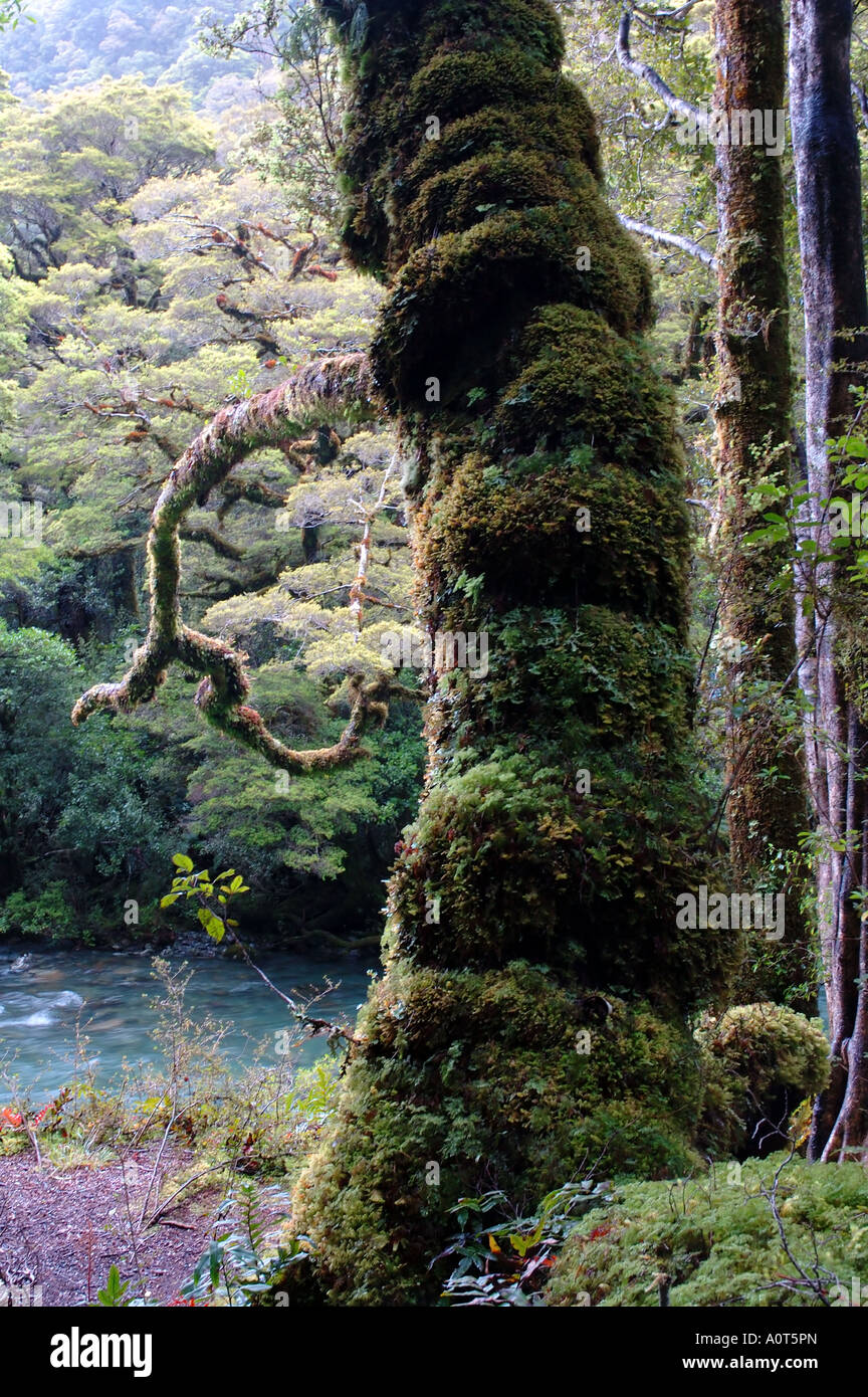 Beech Nothofagus forest along the Hollyford River Hollyford Valley ...