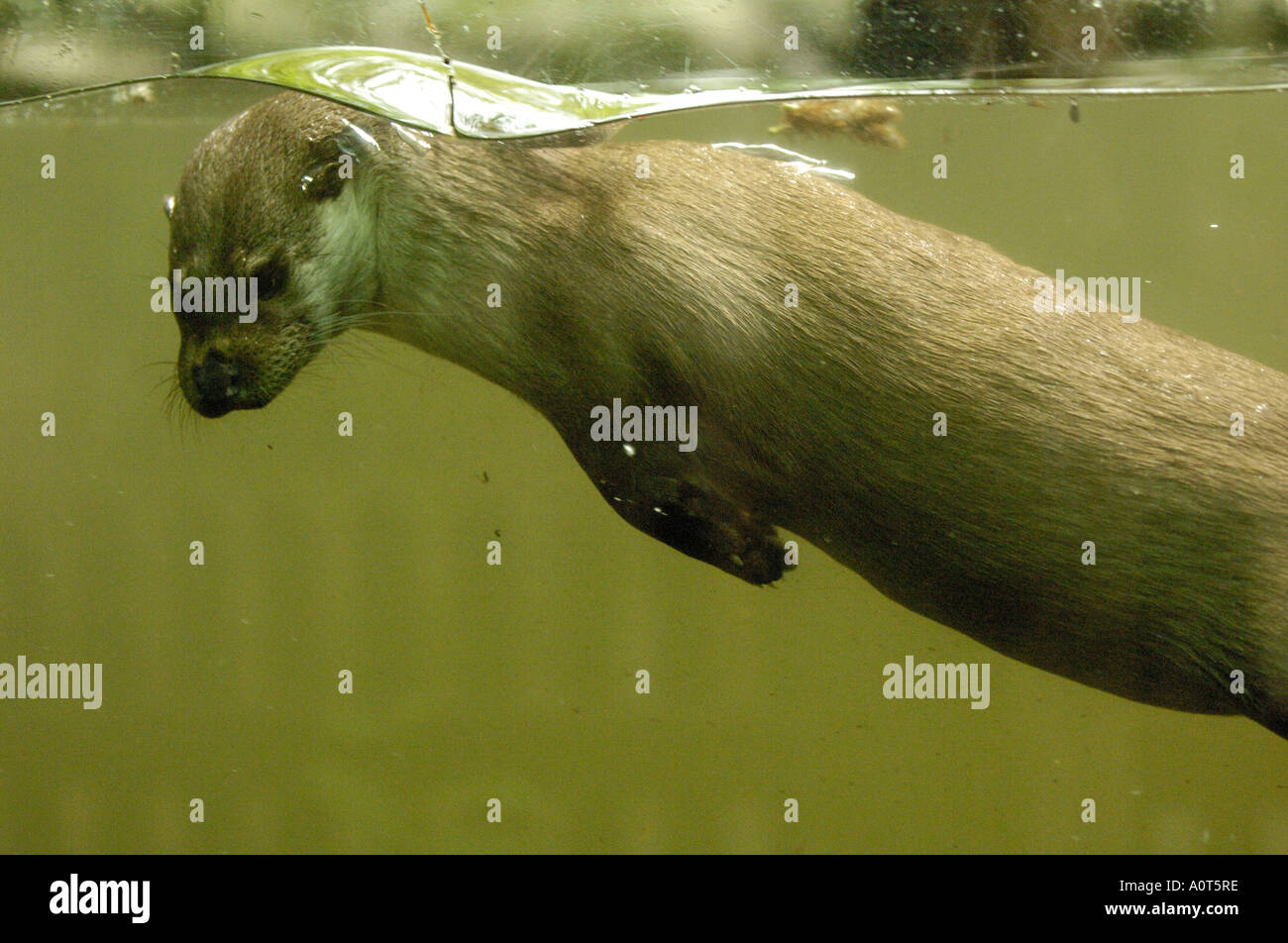Otter swimming underwater hi-res stock photography and images - Alamy