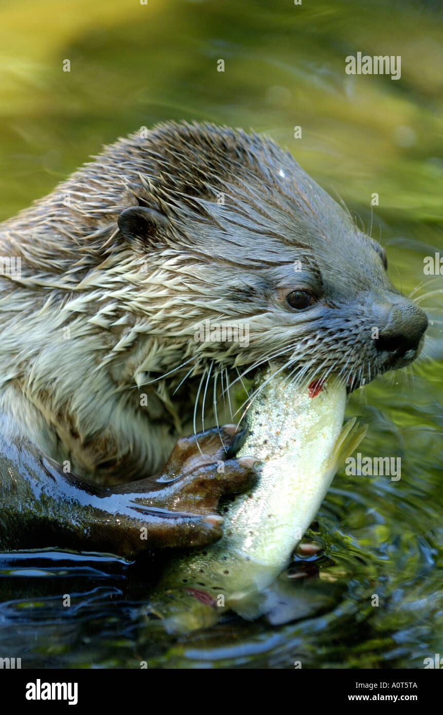 European Otter / River Otter Stock Photo - Alamy
