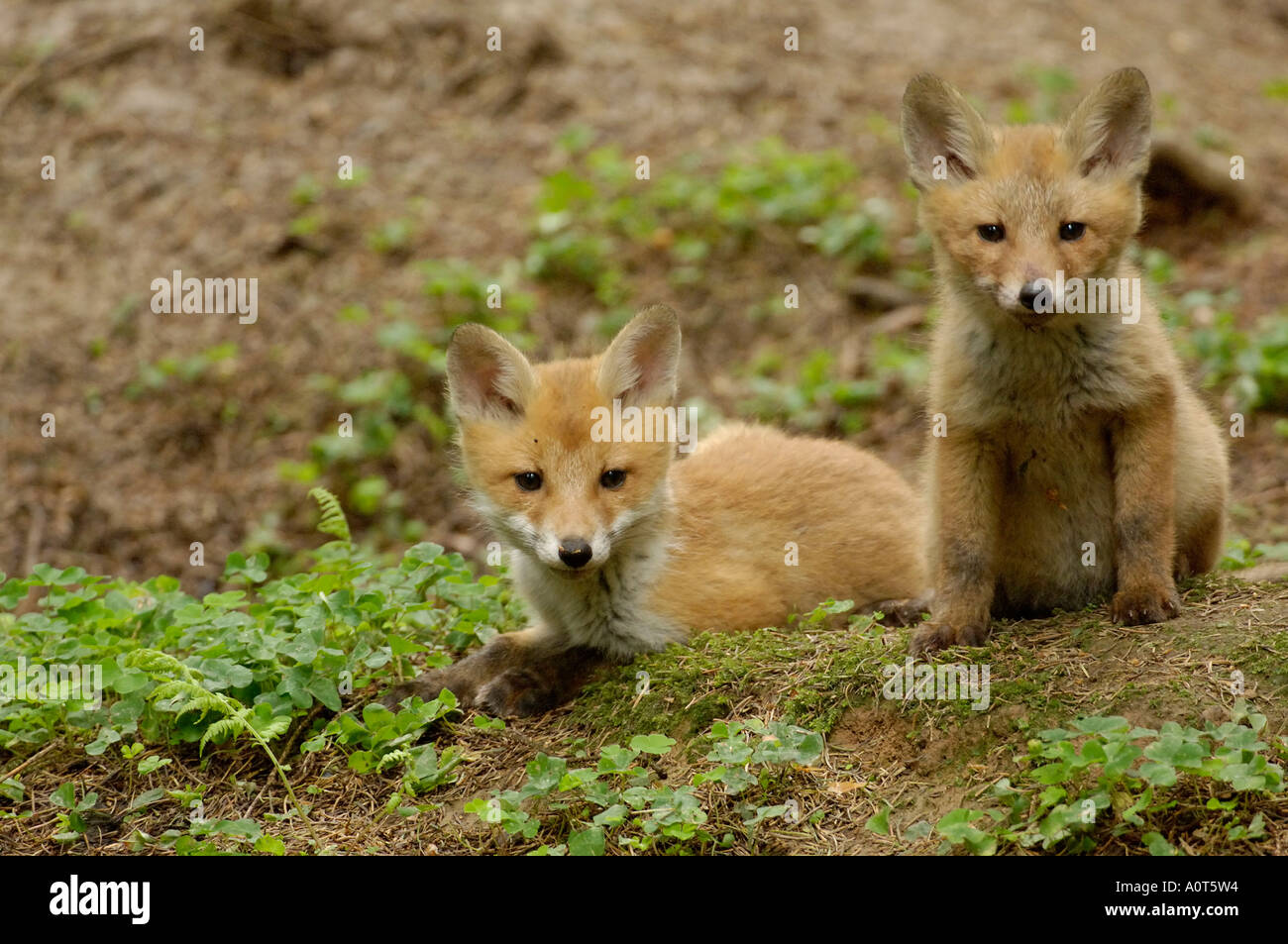 Two fox cubs sitting hi-res stock photography and images - Alamy